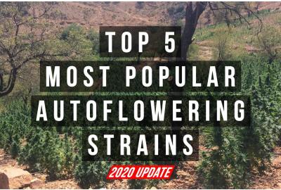 Blog - Top 5 Autoflower Strains (2020 UPDATE)