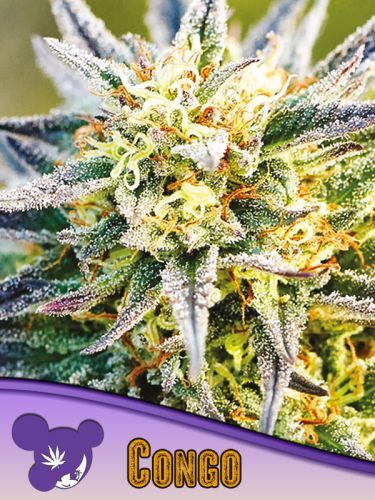 Congo - 5-pack (Feminised) - Anesia Seeds Cannabis Seeds