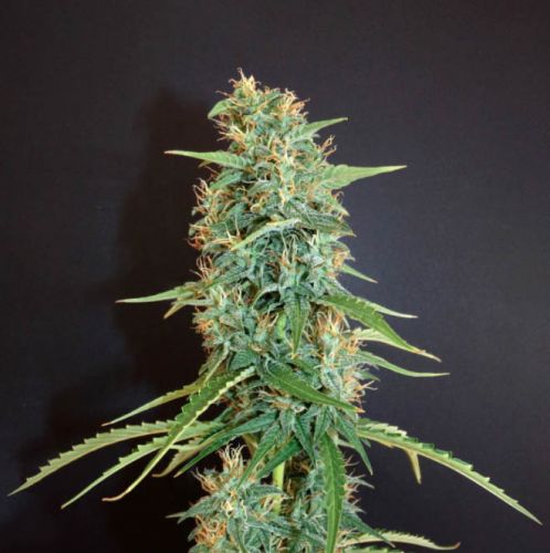 Moroccan Beldia - 6-pack (Feminised) - Khalifa Genetics Cannabis Seeds