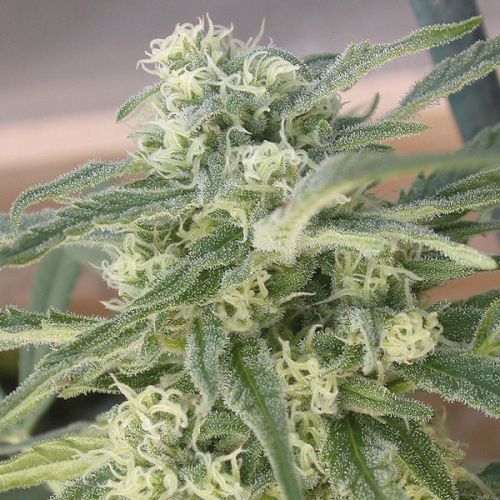 Special Queen #1 (Feminised) - Royal Queen Seeds Cannabis Seeds