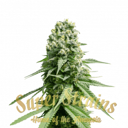 Amnesia (Feminised) - Super Strains Cannabis Seeds