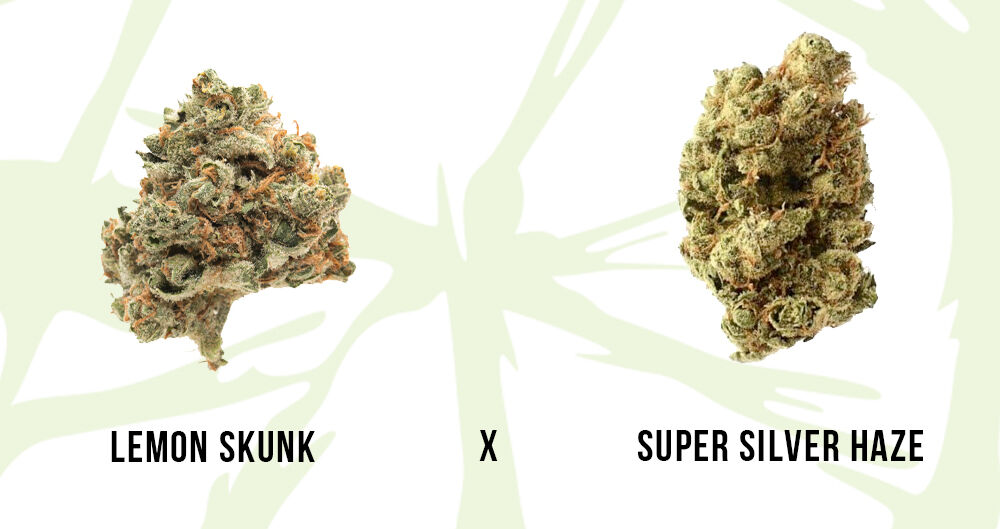 Blog - A Short History of Super Lemon Haze and our top 5 Lemon strains