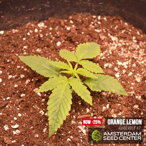 Lemon Orange from Green House Seeds - Grow Reports