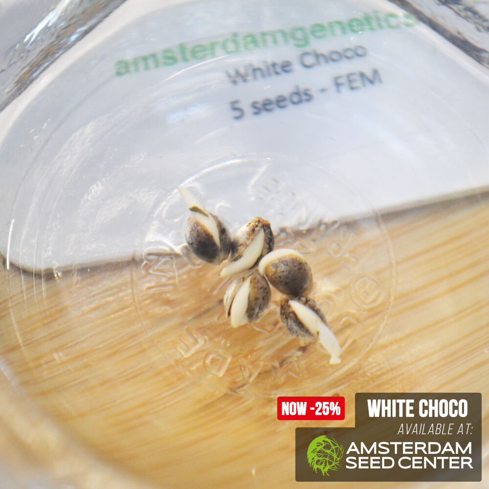 White Choco from Amsterdam Genetics - Grow Reports