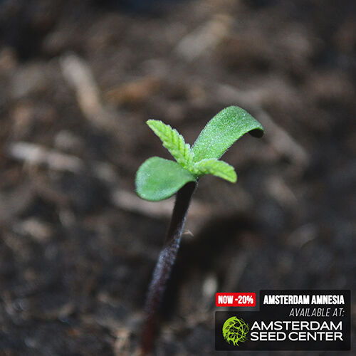 Strain of the Shop - 20% Discount! - Amsterdam Seed Center
