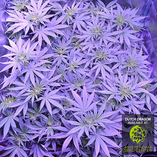 Strain of the Shop - 20% Discount! - Amsterdam Seed Center