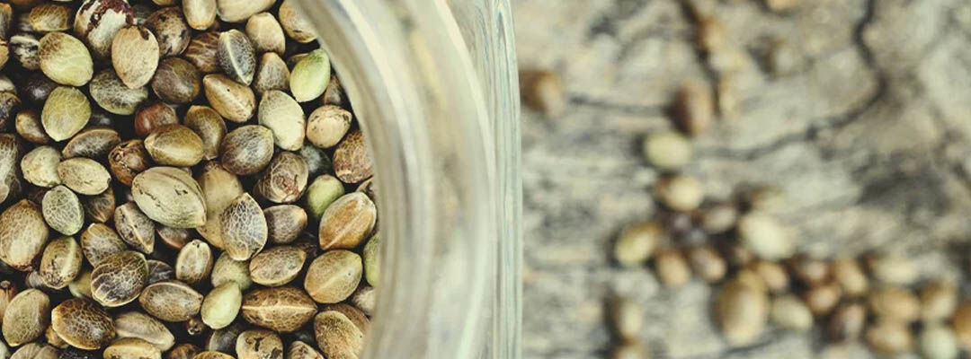 The Stages of Cannabis Plants - Cannabis Grow Info