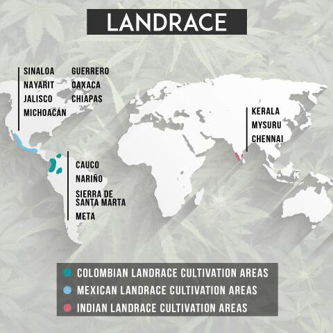Landraces - Cannabis Seeds